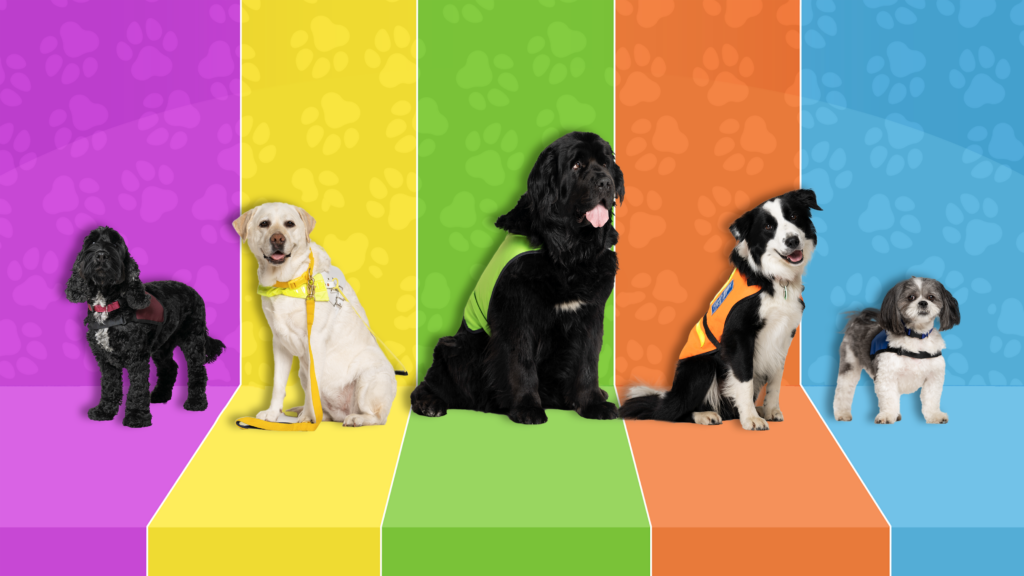 Dog Squad - Series 2 - Hello Halo